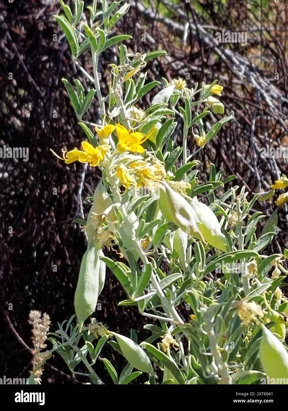 Bladderpod (Cleomella arborea) Plantae Stock Photo - Alamy