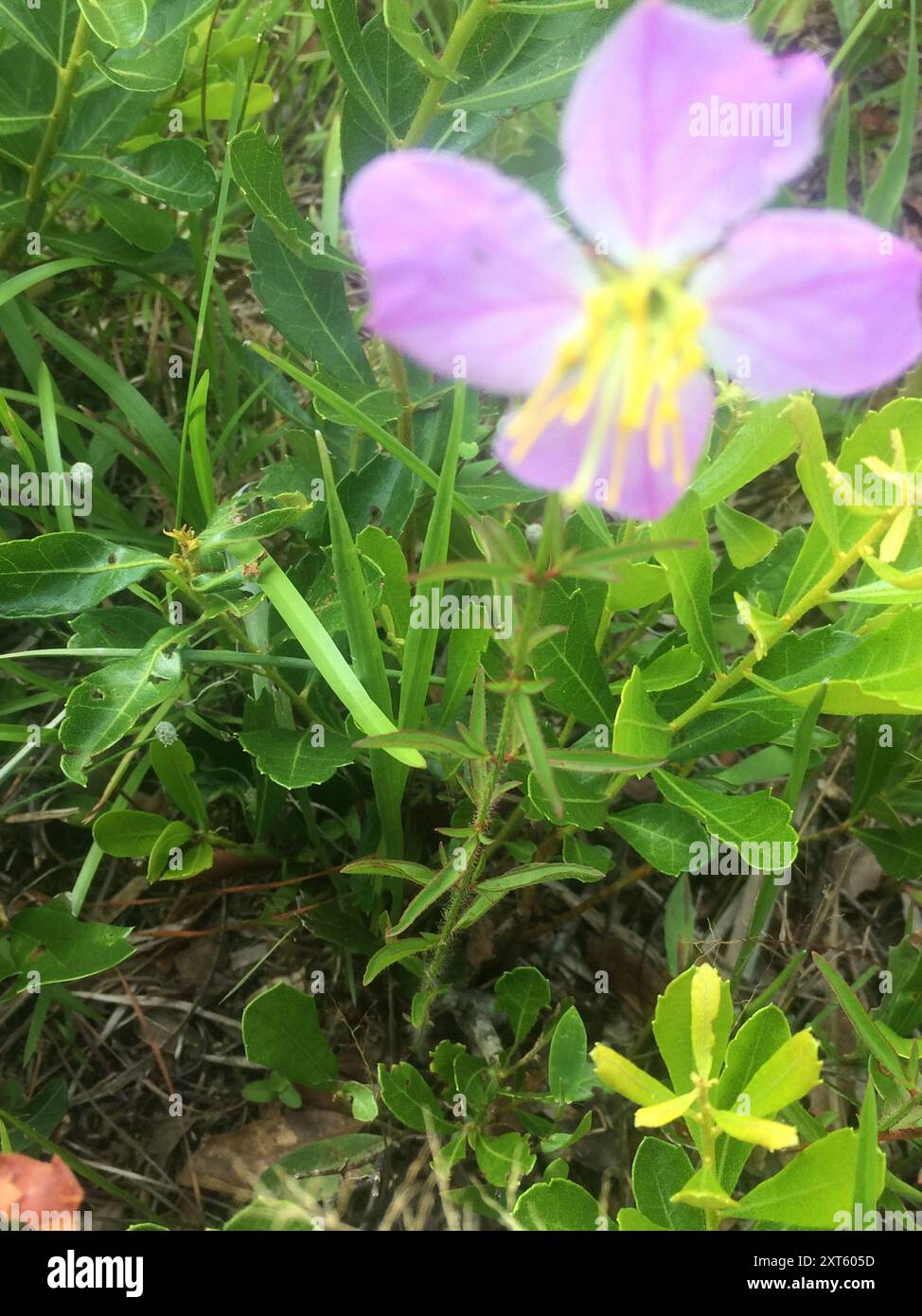 Meadowbeauties (Rhexia) Plantae Stock Photo - Alamy