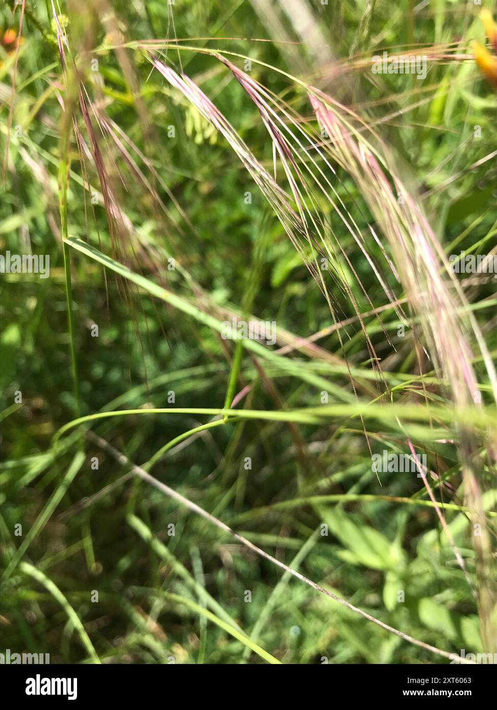 Purple Threeawn (Aristida purpurea) Plantae Stock Photo - Alamy