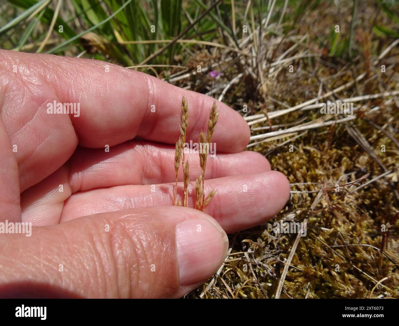 early hair grass (Aira praecox) Plantae Stock Photo - Alamy