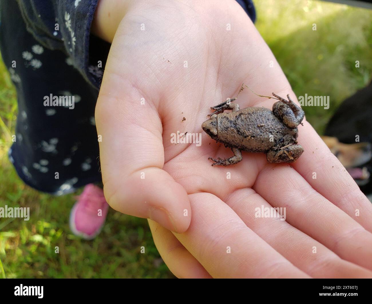Eastern Narrow-mouthed Toad (Gastrophryne carolinensis) Amphibia Stock ...