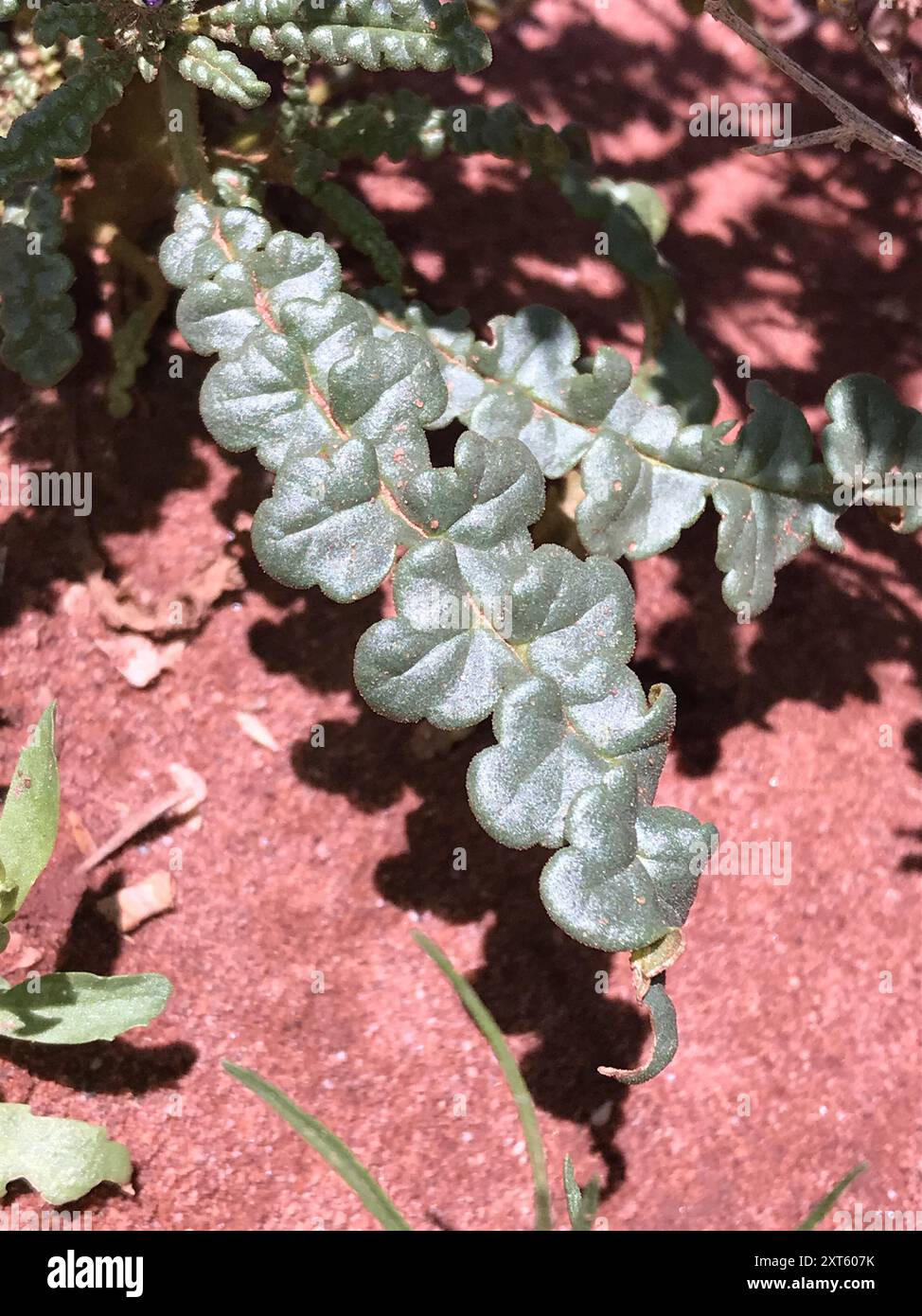Notch-leaf Scorpionweed (Phacelia crenulata) Plantae Stock Photo - Alamy