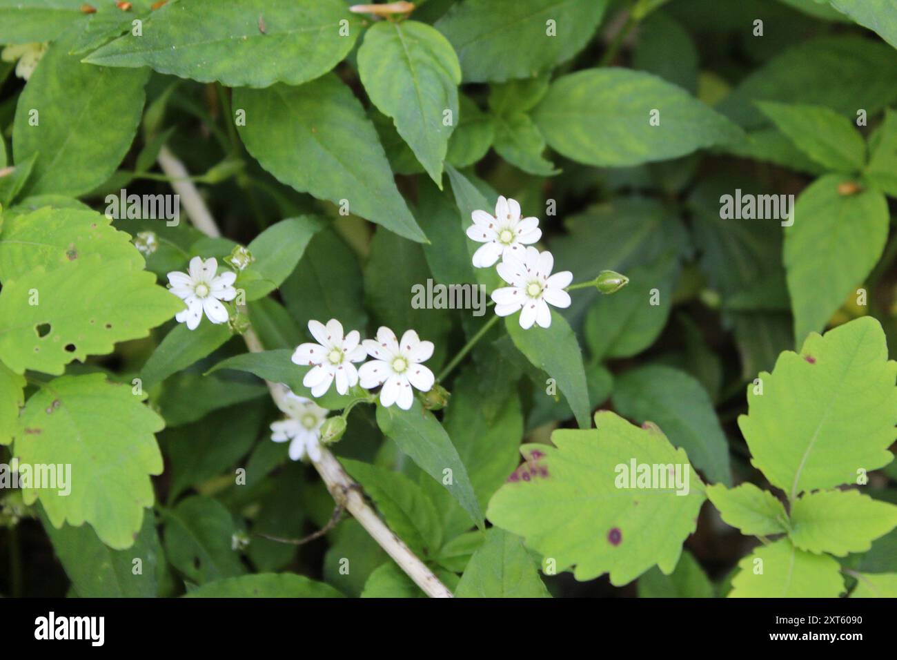 star chickweed (Stellaria pubera) Plantae Stock Photo - Alamy