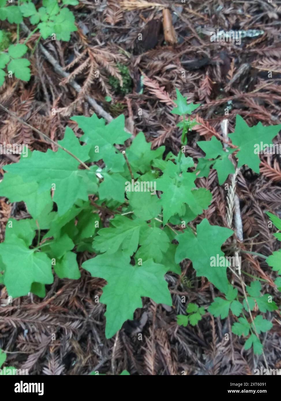Wall Lettuce (Mycelis muralis) Plantae Stock Photo - Alamy