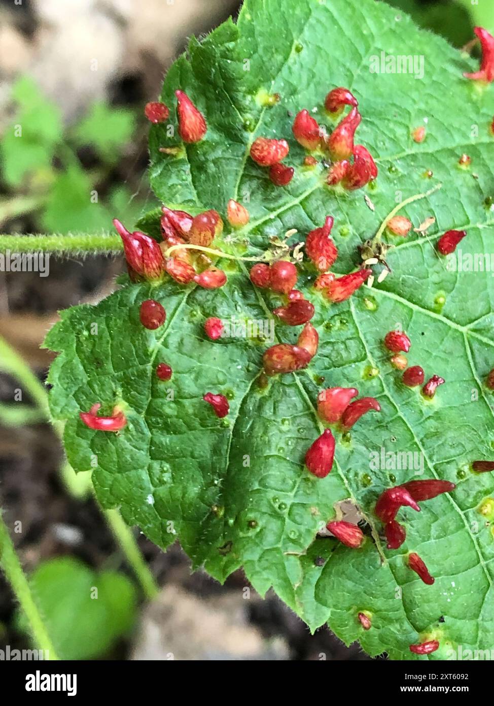 Red Nail Gall Mite (Eriophyes tiliae) Arachnida Stock Photo - Alamy