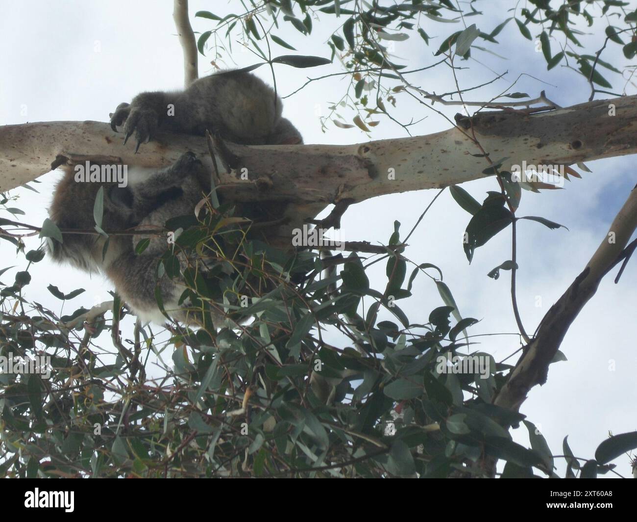 Koala (Phascolarctos cinereus) Mammalia Stock Photo - Alamy