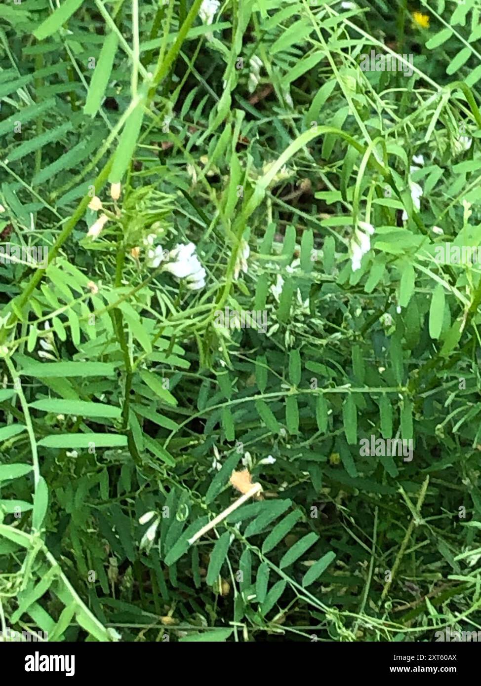 Hairy tare (Vicia hirsuta) Plantae Stock Photo - Alamy