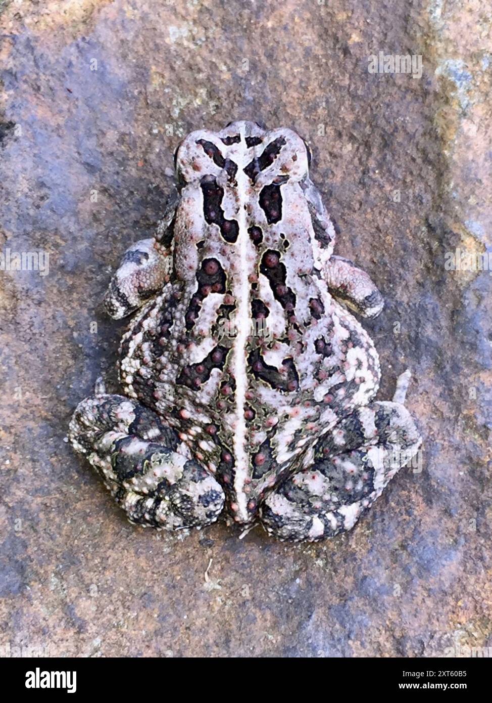 Fowler's Toad (Anaxyrus fowleri) Amphibia Stock Photo - Alamy
