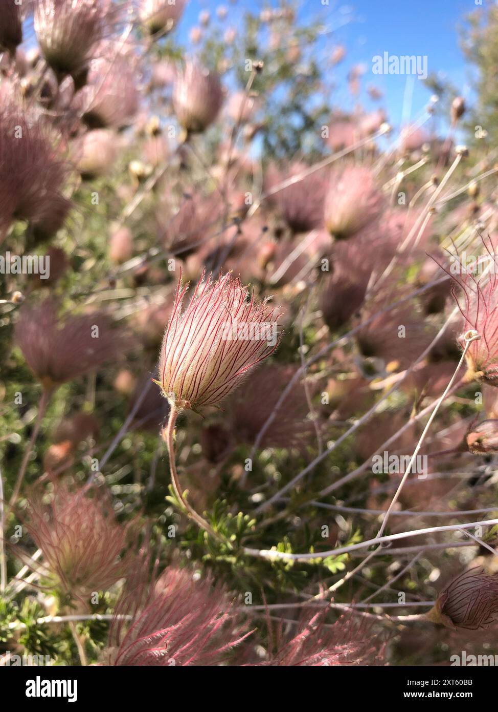 Apache plume (Fallugia paradoxa) Plantae Stock Photo - Alamy