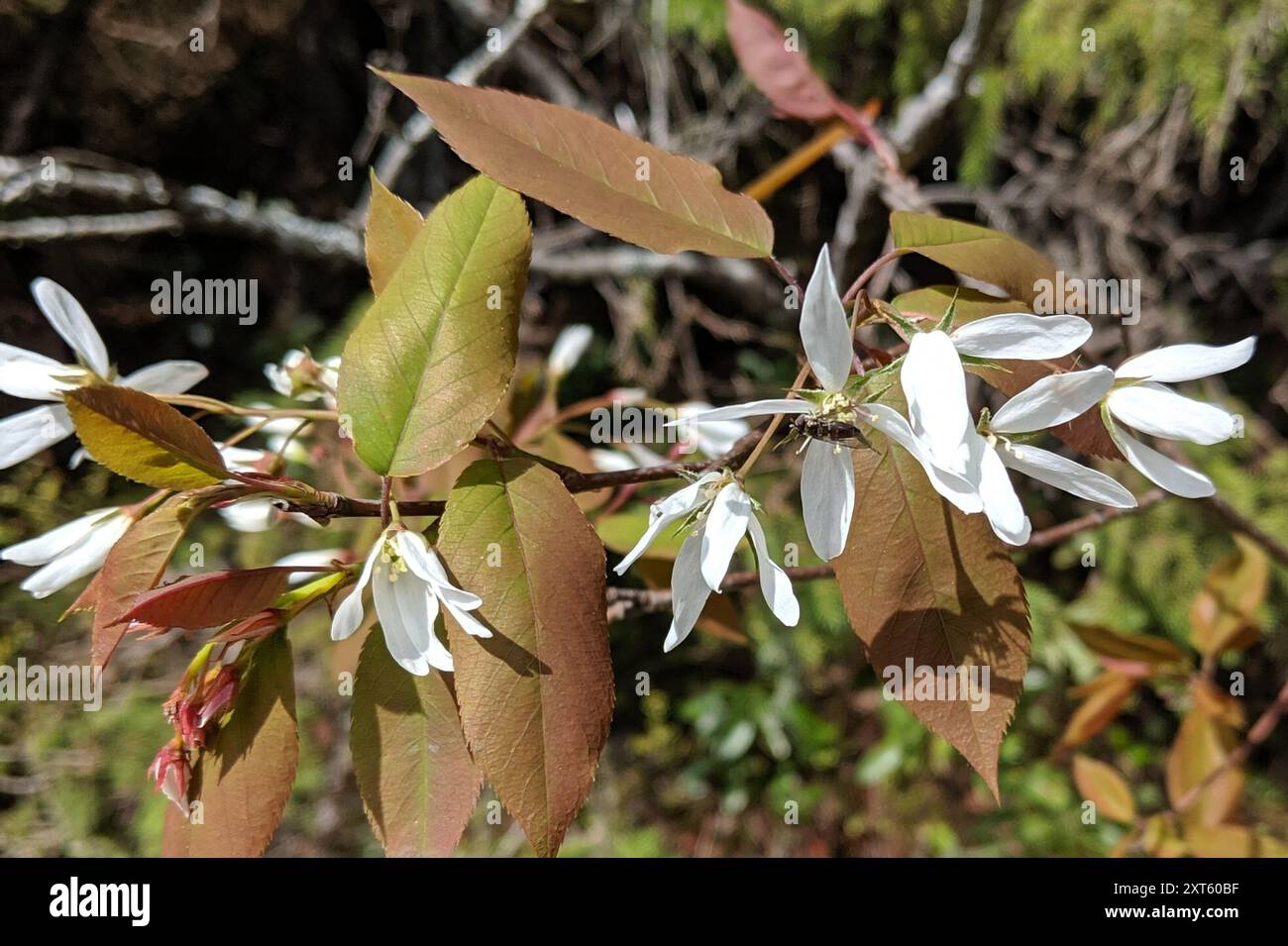 common serviceberry (Amelanchier arborea) Plantae Stock Photo - Alamy