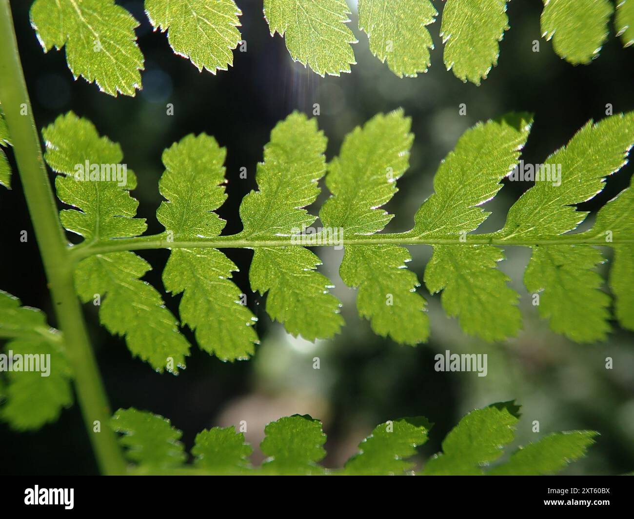 lady fern (Athyrium filix-femina) Plantae Stock Photo - Alamy