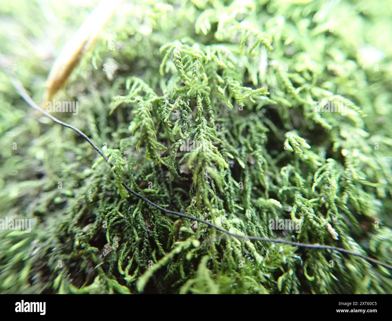 Macoun's Heterocladium Moss (Heterocladium macounii) Plantae Stock ...