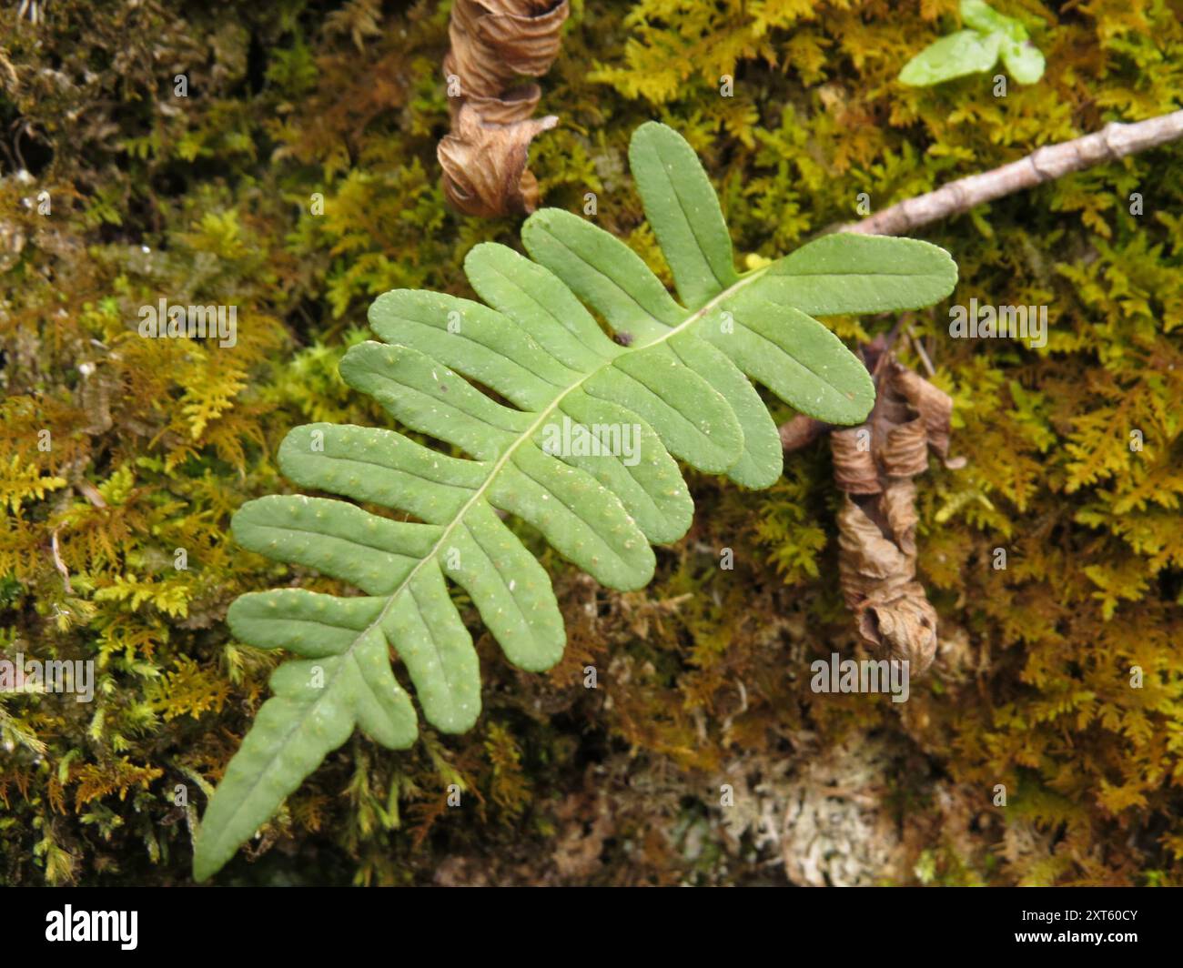 rock polypody (Polypodium virginianum) Plantae Stock Photo - Alamy