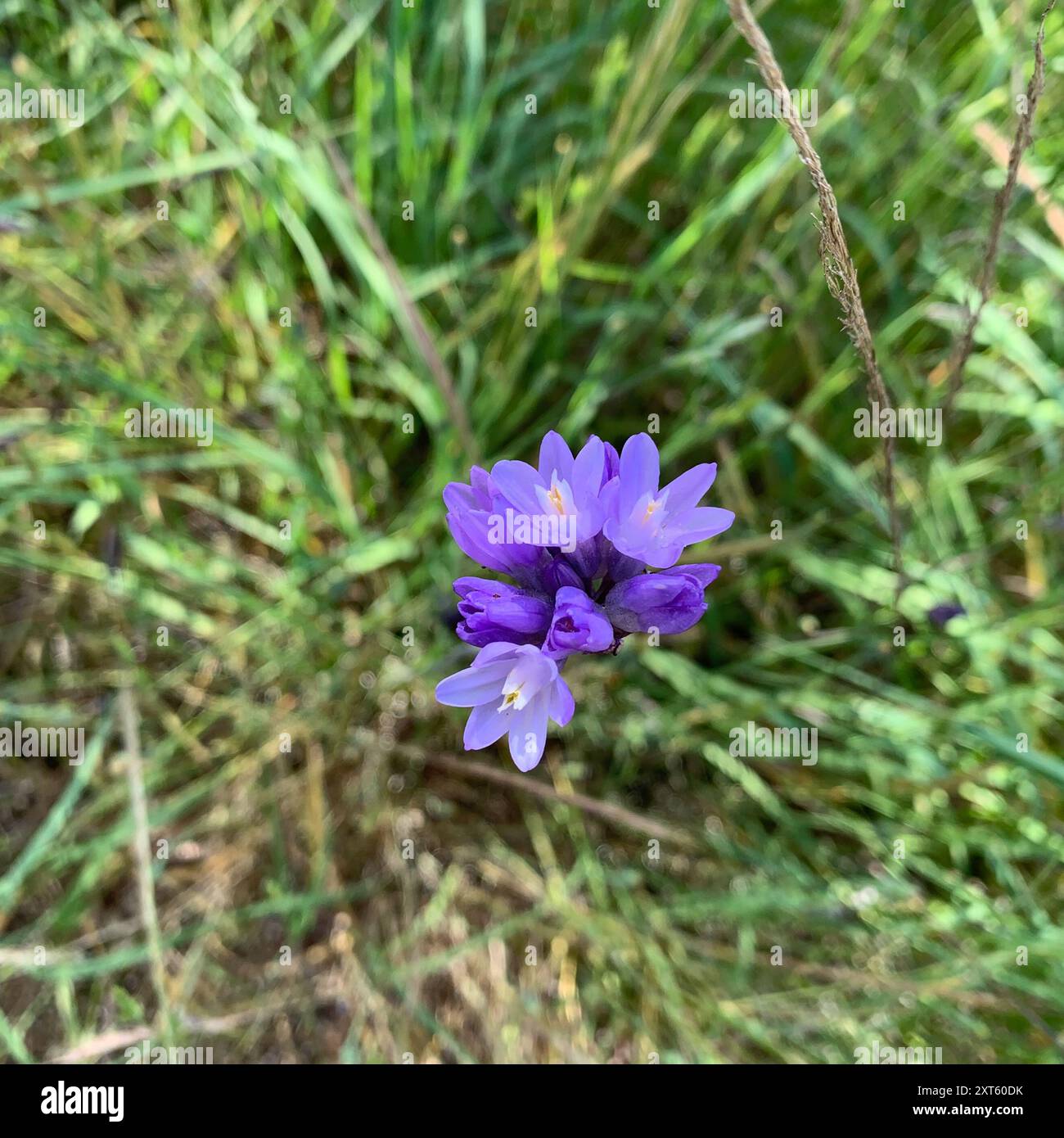 Blue Dicks (Dipterostemon capitatus) Plantae Stock Photo - Alamy
