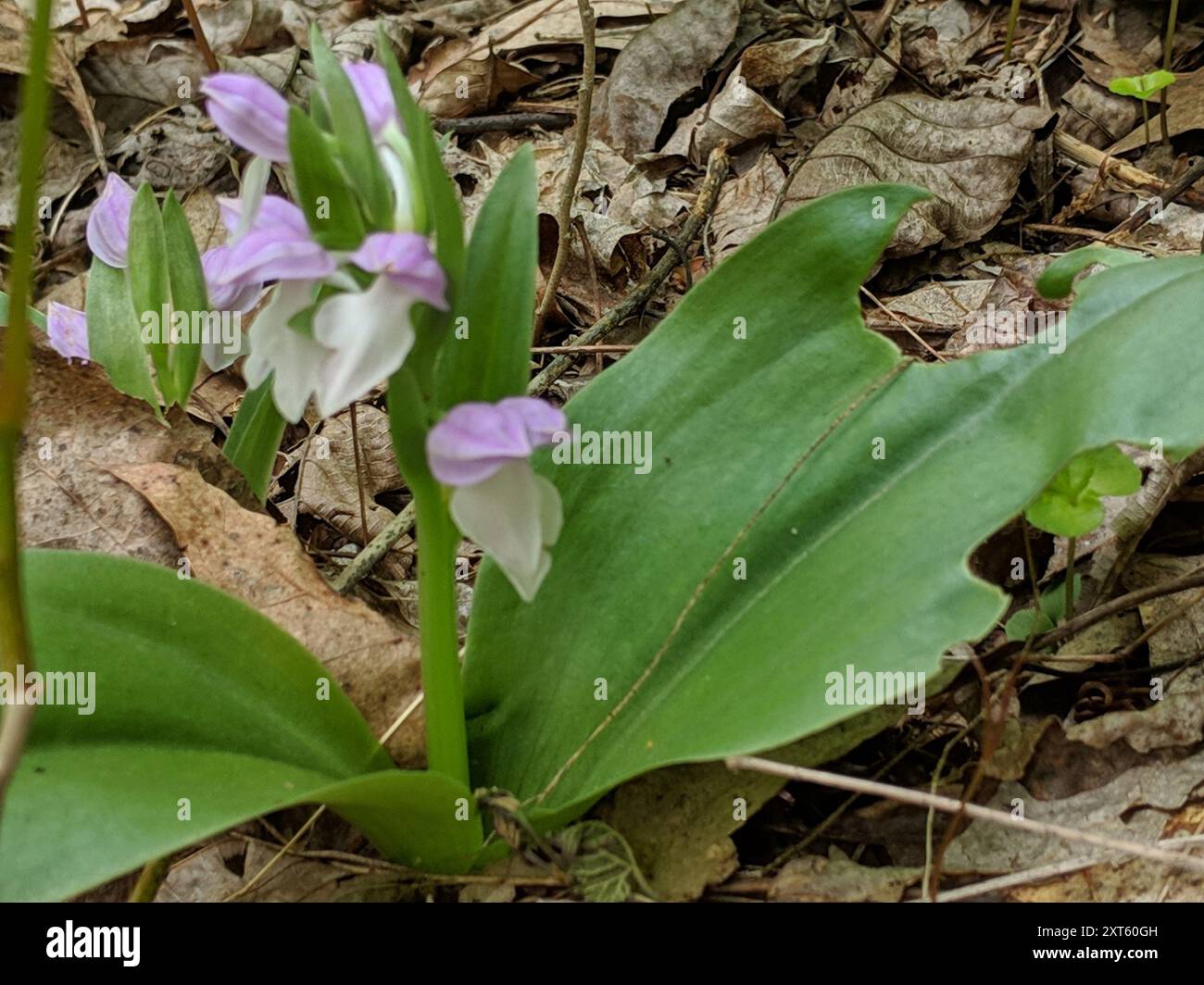 showy orchis (Galearis spectabilis) Plantae Stock Photo - Alamy