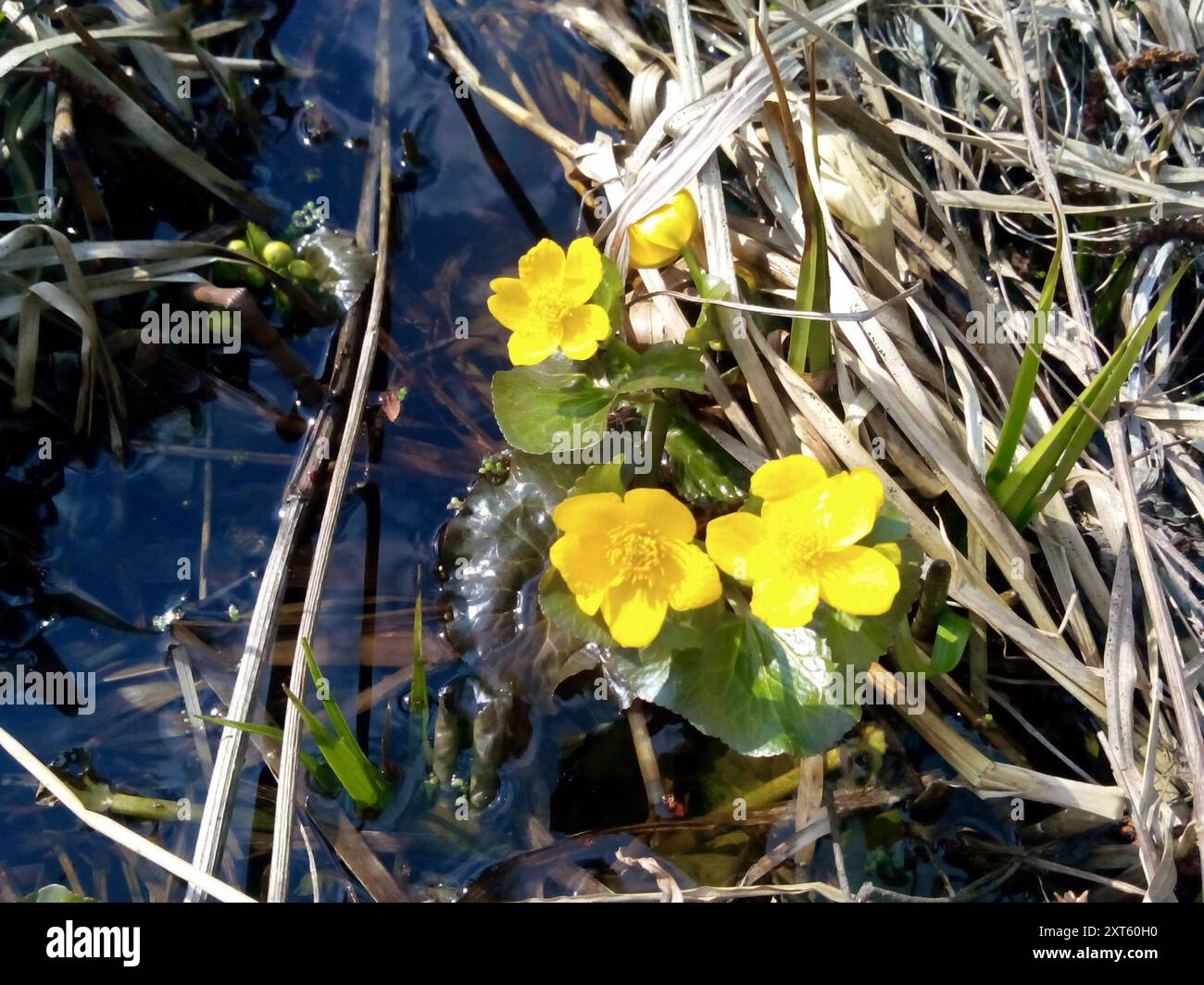 marsh marigold (Caltha palustris) Plantae Stock Photo - Alamy