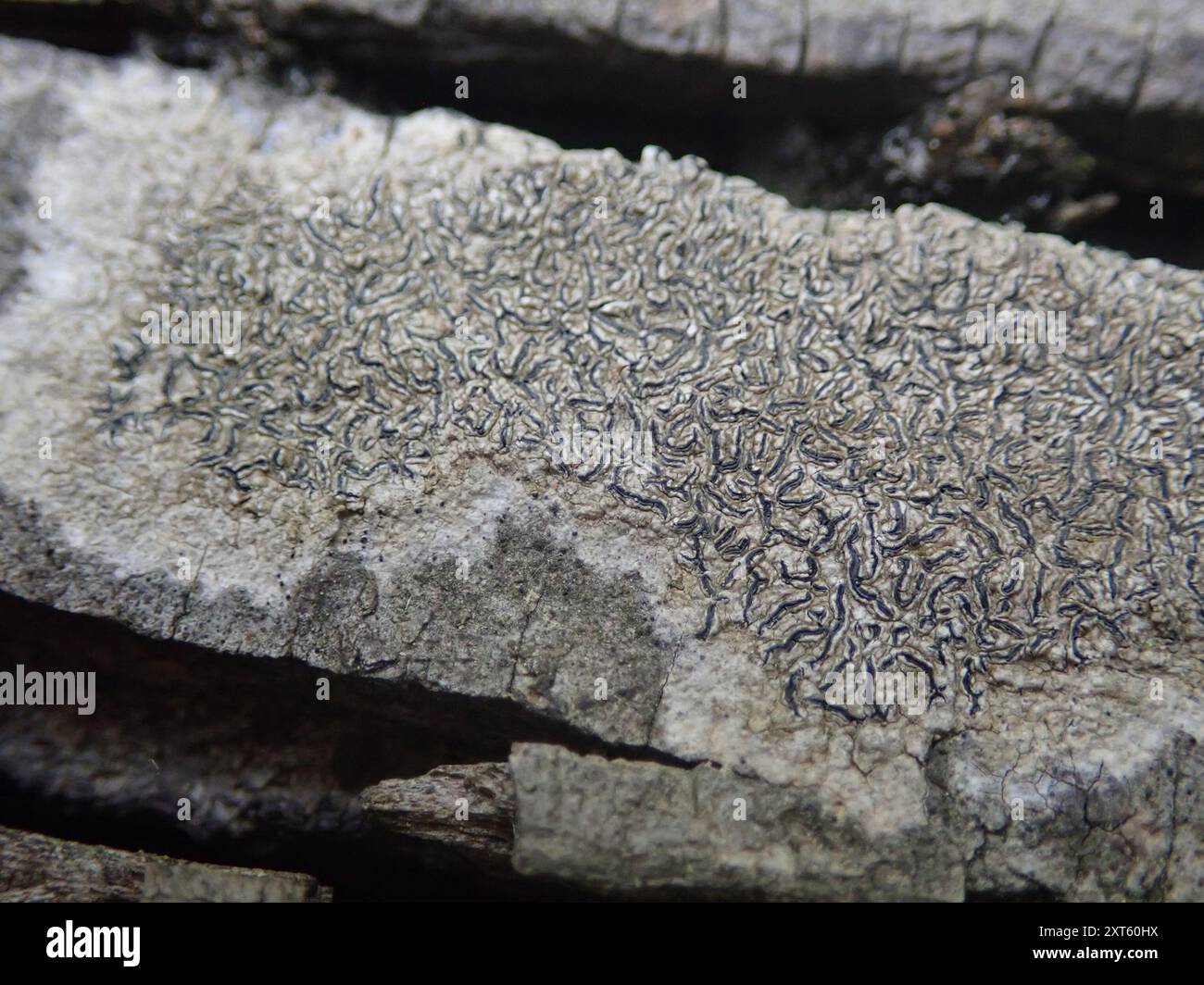 Common Script Lichen (Graphis scripta) Fungi Stock Photo - Alamy