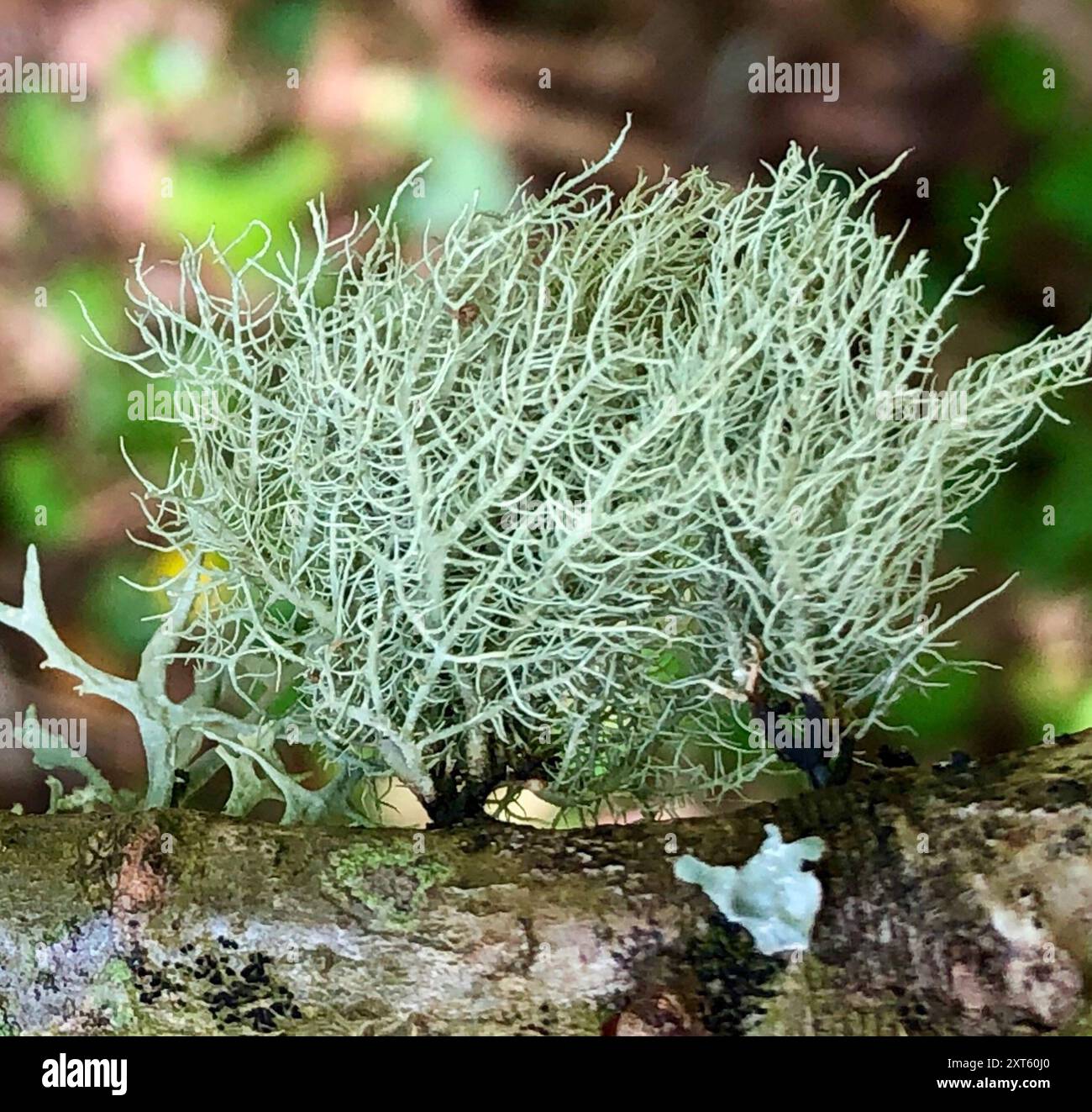 beard lichens (Usnea) Fungi Stock Photo - Alamy