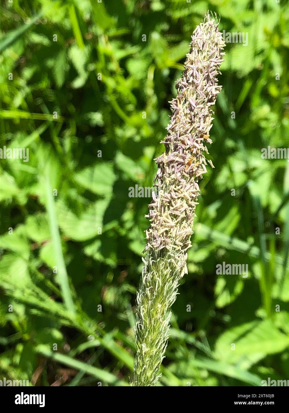 Meadow Foxtail (Alopecurus pratensis) Plantae Stock Photo - Alamy