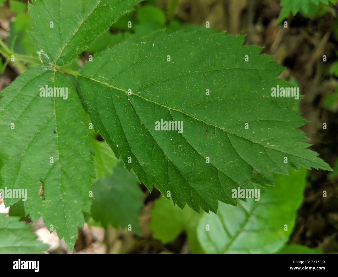 Common Dewberry (Rubus flagellaris) Plantae Stock Photo - Alamy