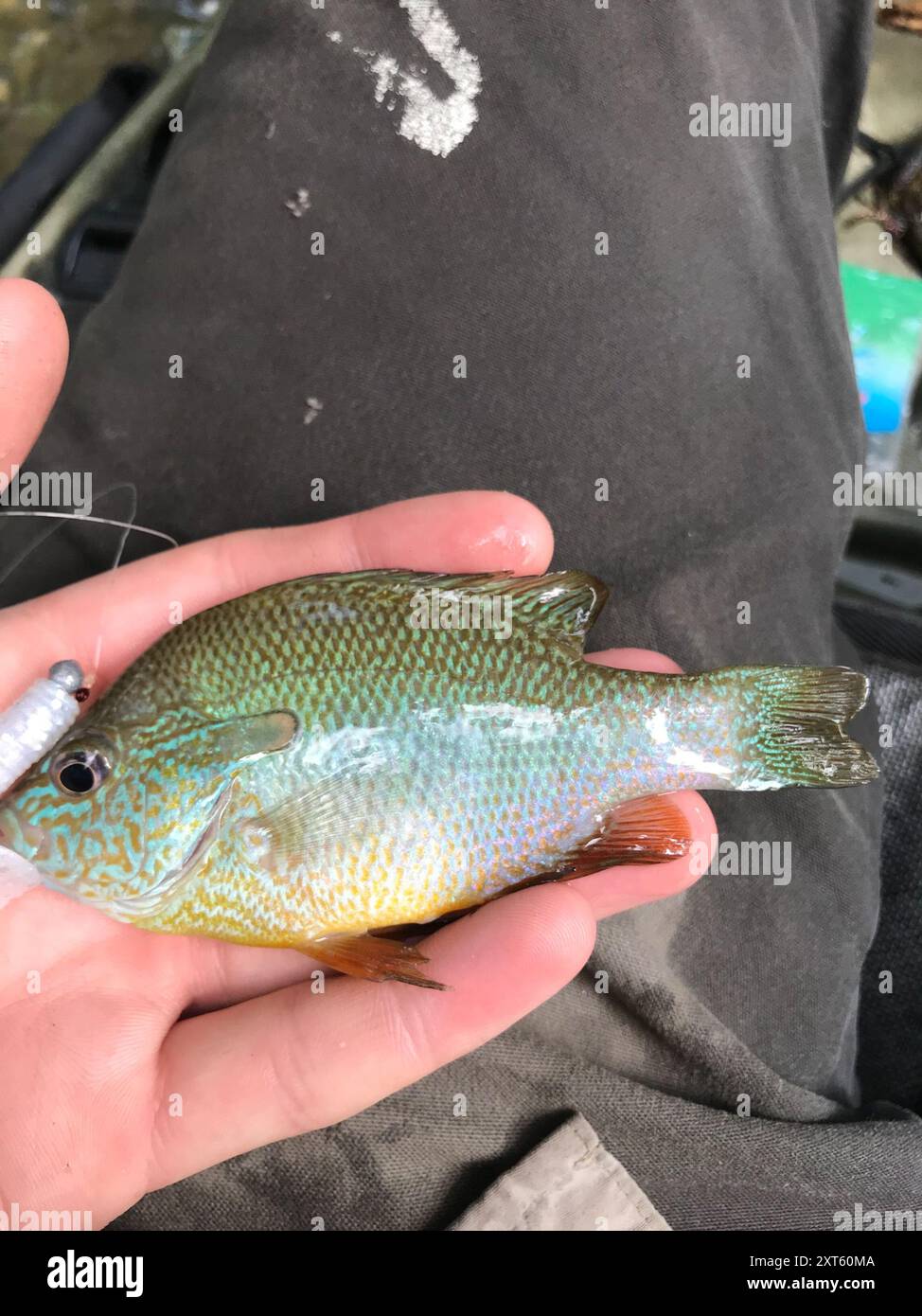 Longear Sunfish Complex (Lepomis megalotis) Actinopterygii Stock Photo ...