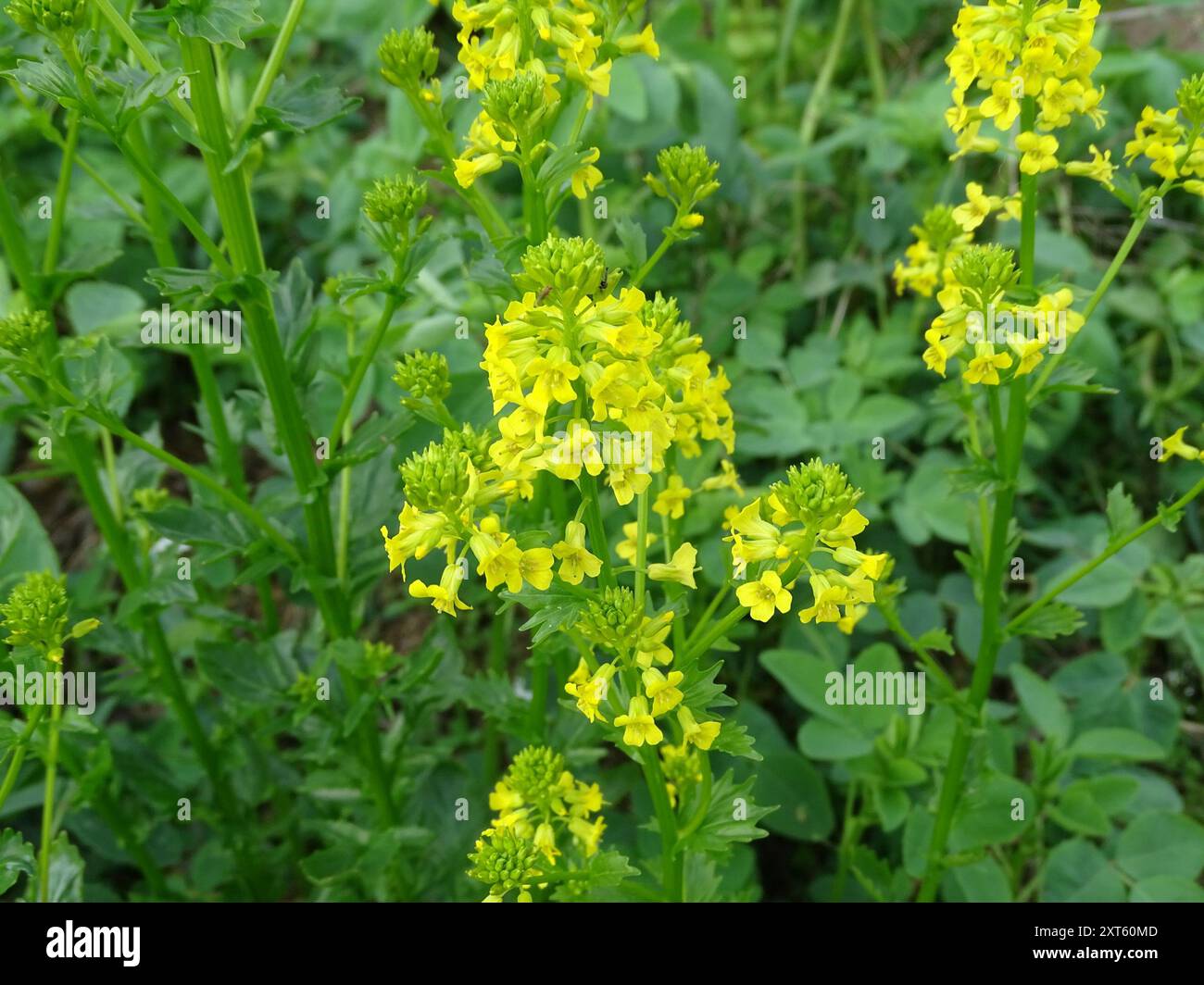 bitter wintercress (Barbarea vulgaris) Plantae Stock Photo - Alamy