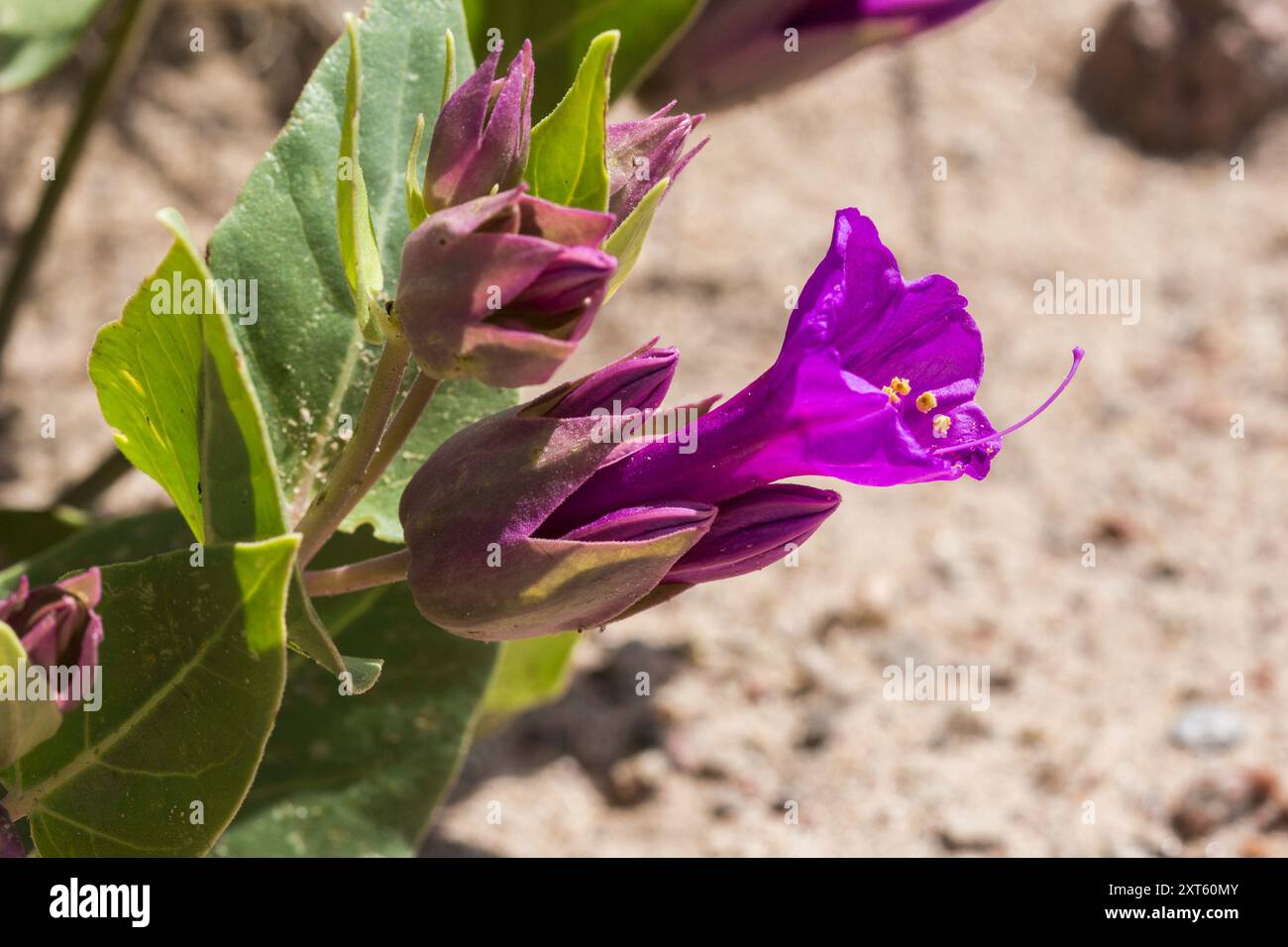 Colorado Four o'Clock (Mirabilis multiflora) Plantae Stock Photo - Alamy