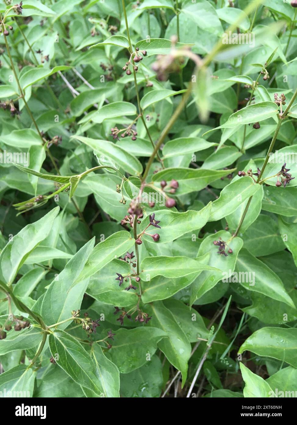 black swallow-wort (Vincetoxicum nigrum) Plantae Stock Photo - Alamy