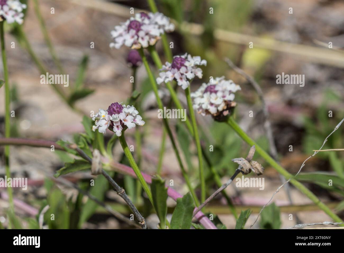 wedgeleaf frogfruit (Phyla cuneifolia) Plantae Stock Photo - Alamy