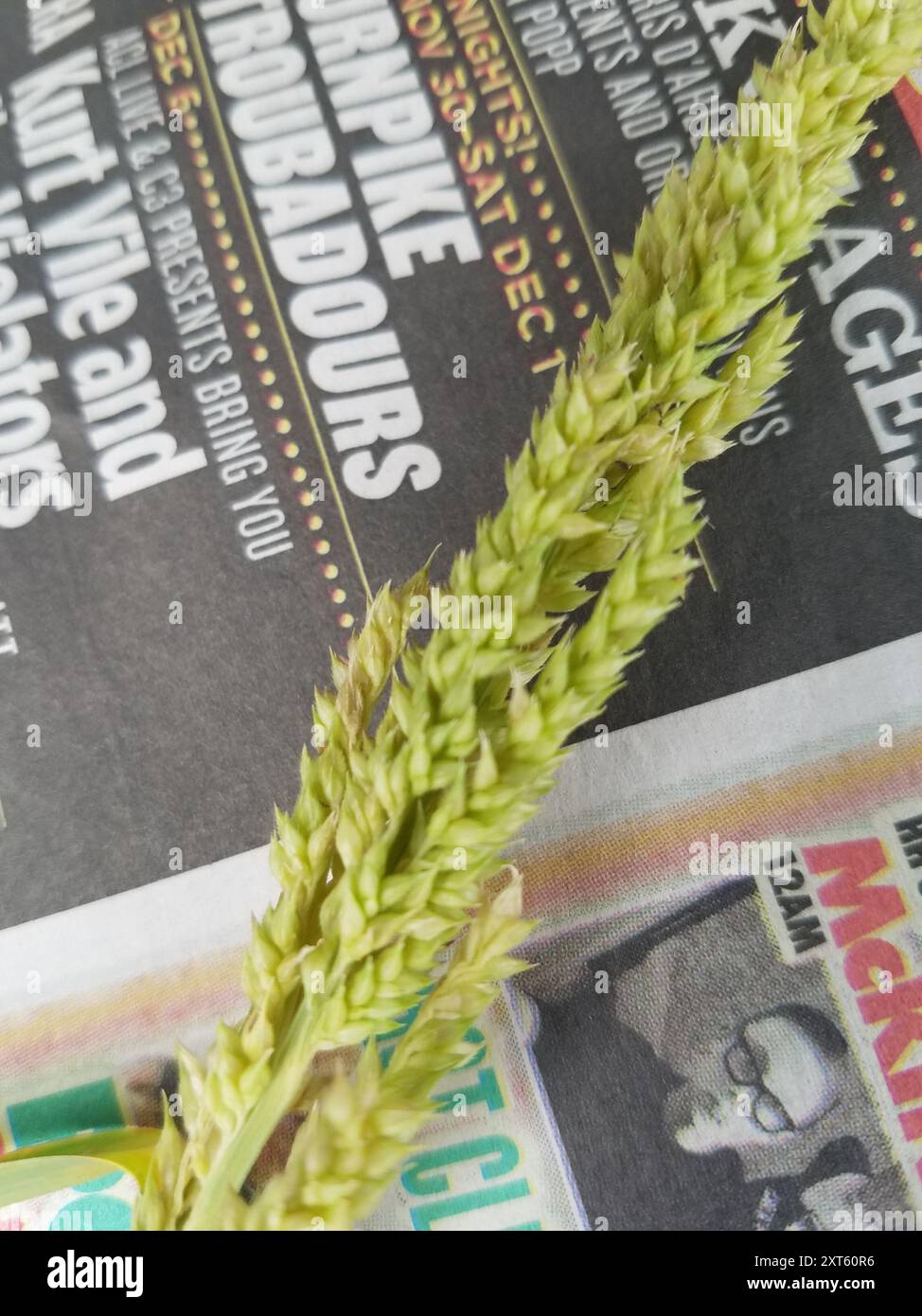 bristlegrasses, bluestems, paspalums, and allies (Panicoideae) Plantae ...