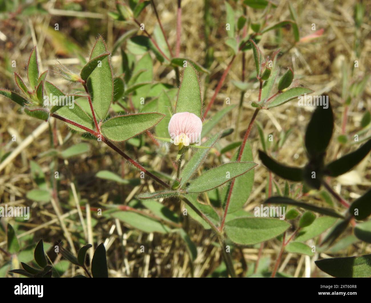Spanish clover (Acmispon americanus) Plantae Stock Photo - Alamy