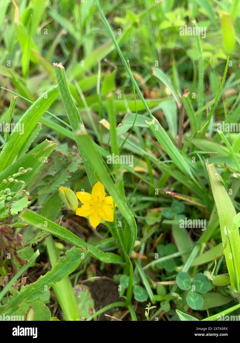 yellow star grass (Hypoxis hirsuta) Plantae Stock Photo - Alamy
