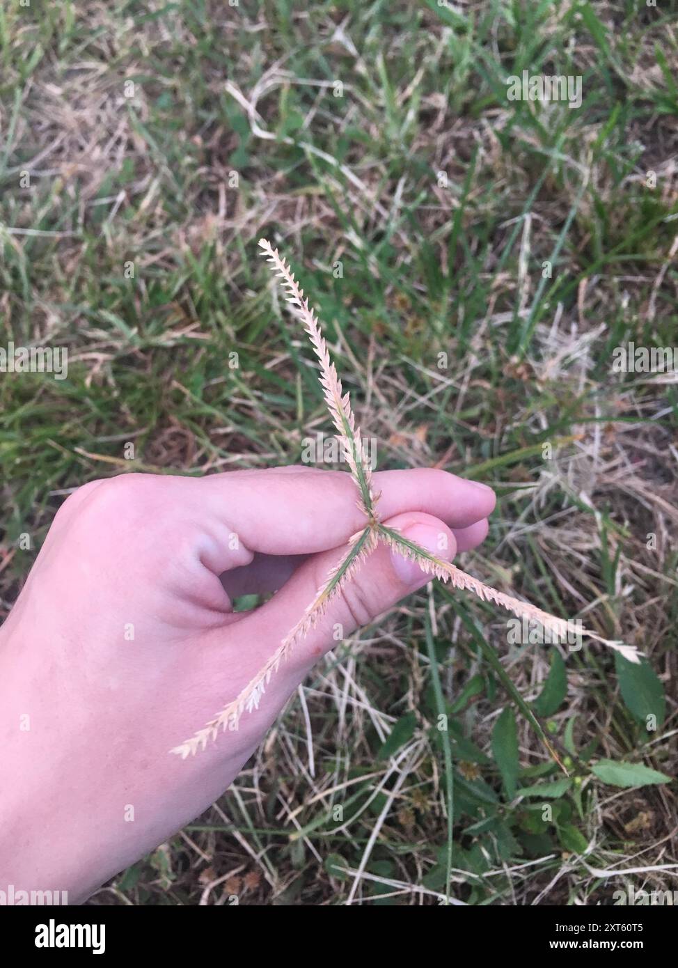 Goose Grass (Eleusine indica) Plantae Stock Photo - Alamy