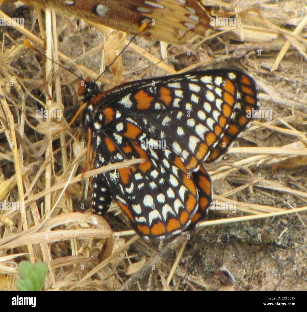 Baltimore Checkerspot (Euphydryas phaeton) Insecta Stock Photo - Alamy