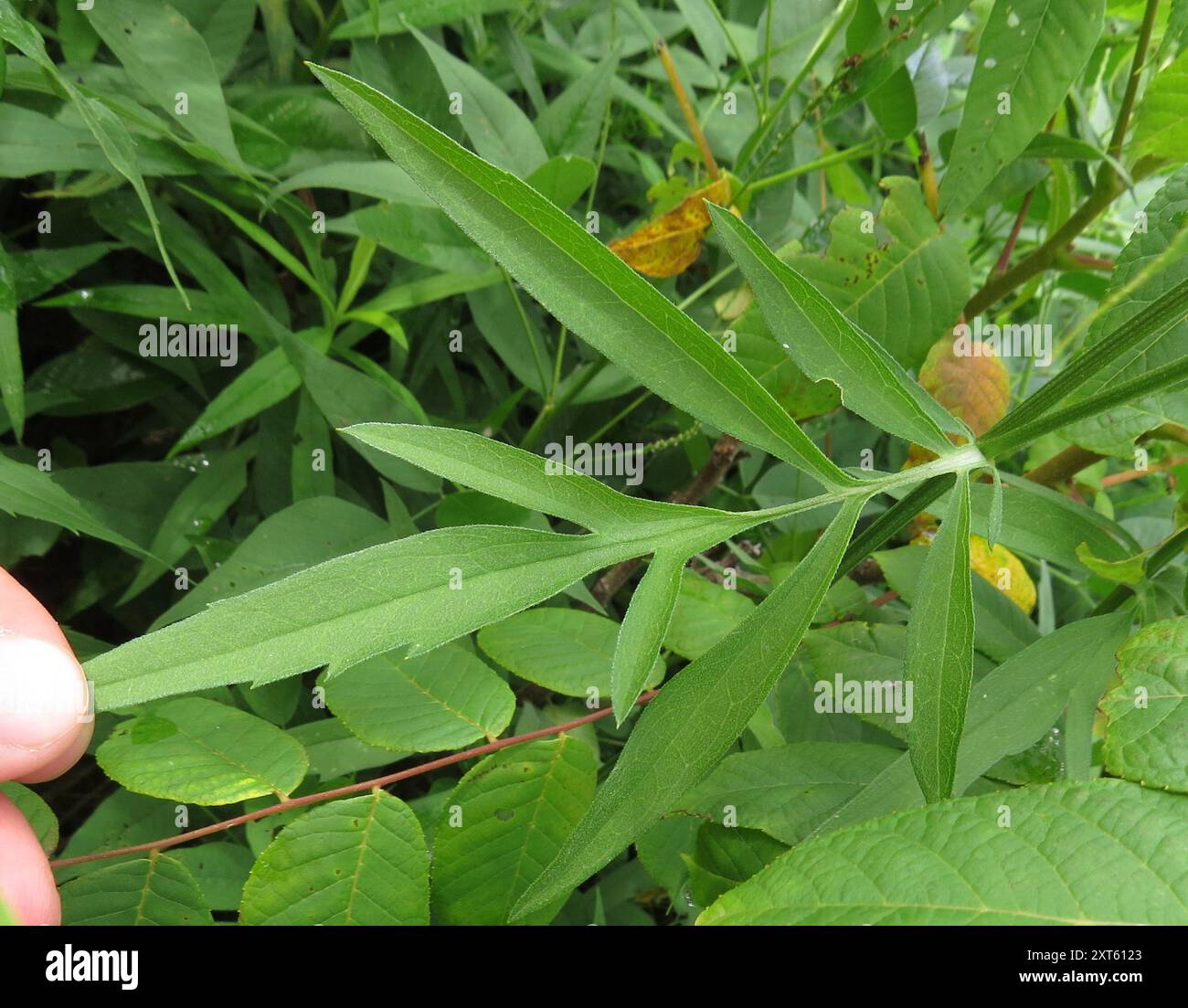 grey-headed coneflower (Ratibida pinnata) Plantae Stock Photo - Alamy
