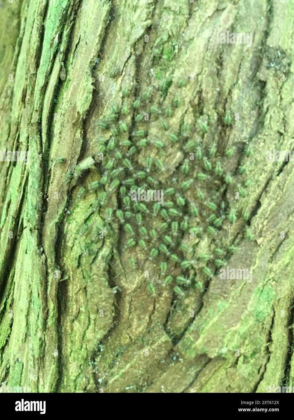 Tree Cattle (Cerastipsocus venosus) Insecta Stock Photo - Alamy