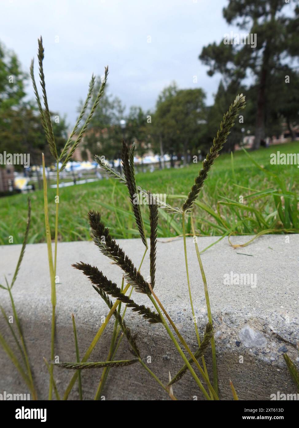 Goose Grass (Eleusine indica) Plantae Stock Photo - Alamy