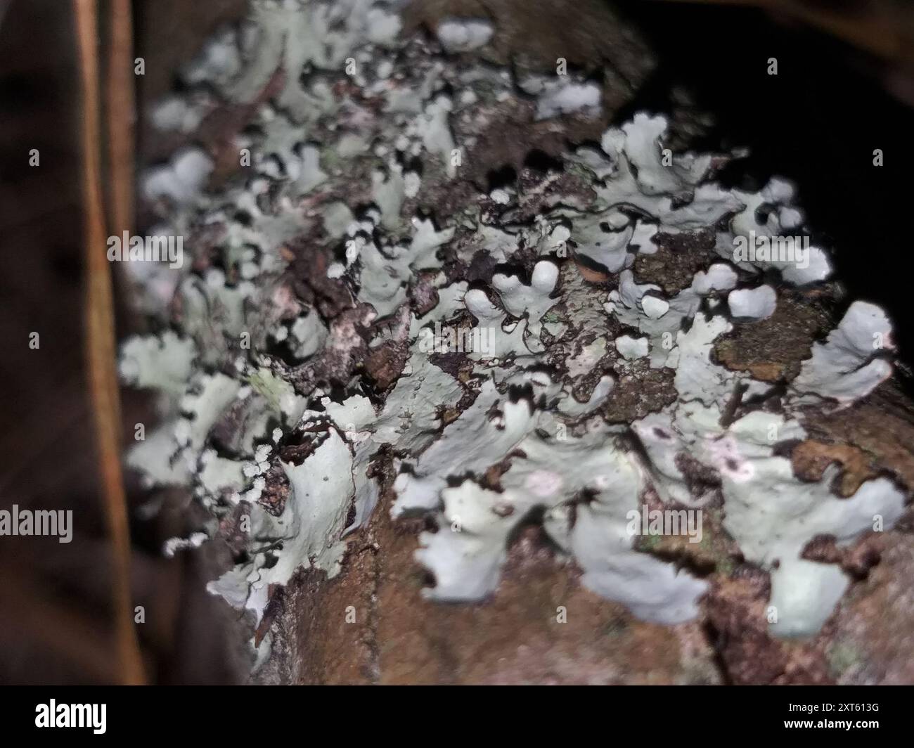Ruffle Lichens (Parmotrema) Fungi Stock Photo - Alamy