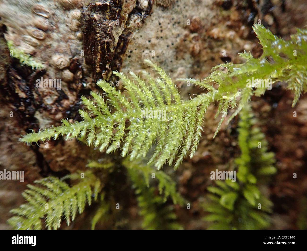 Oregon Beaked Moss (Kindbergia oregana) Plantae Stock Photo - Alamy
