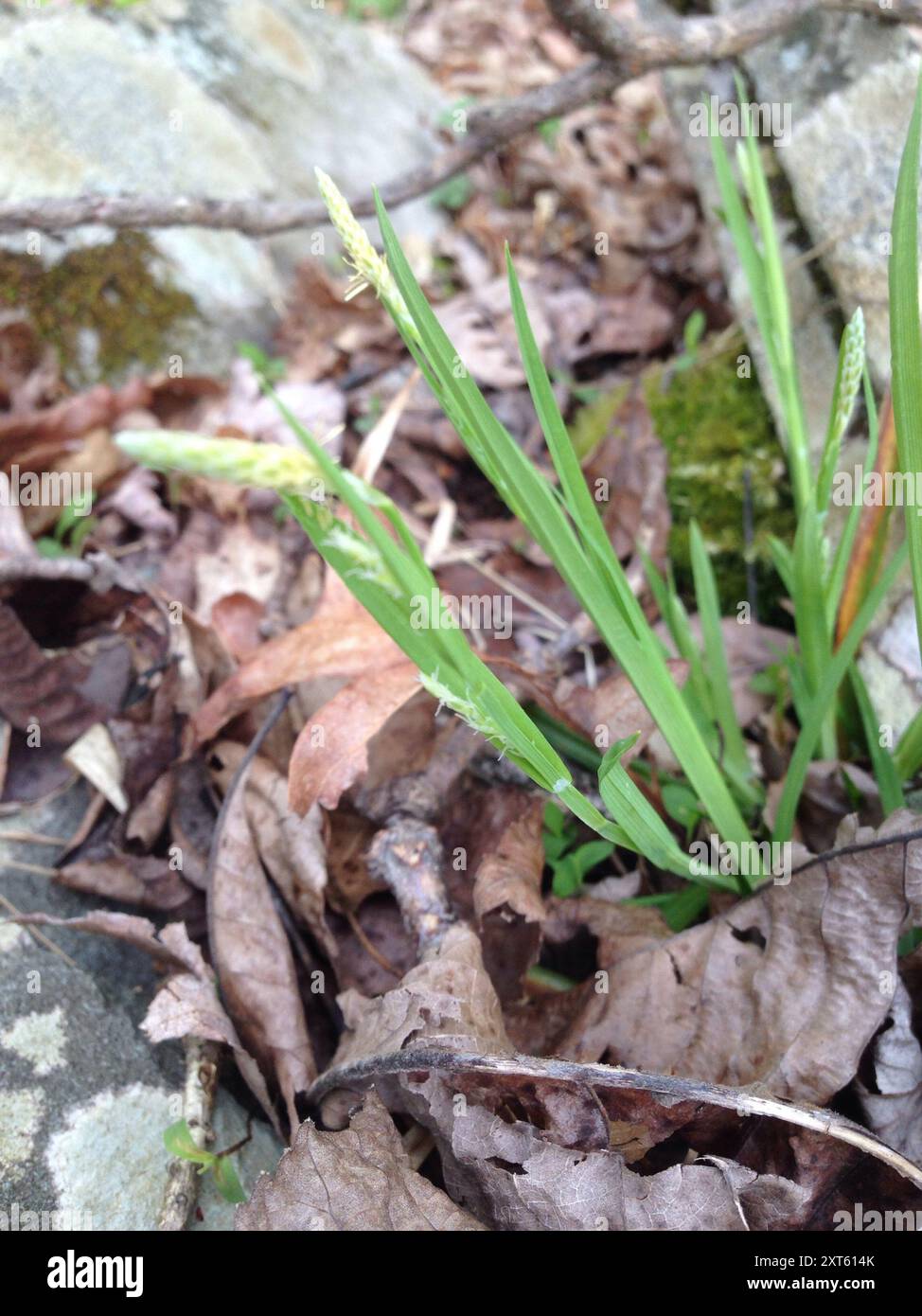 Pennsylvania sedge (Carex pensylvanica) Plantae Stock Photo - Alamy