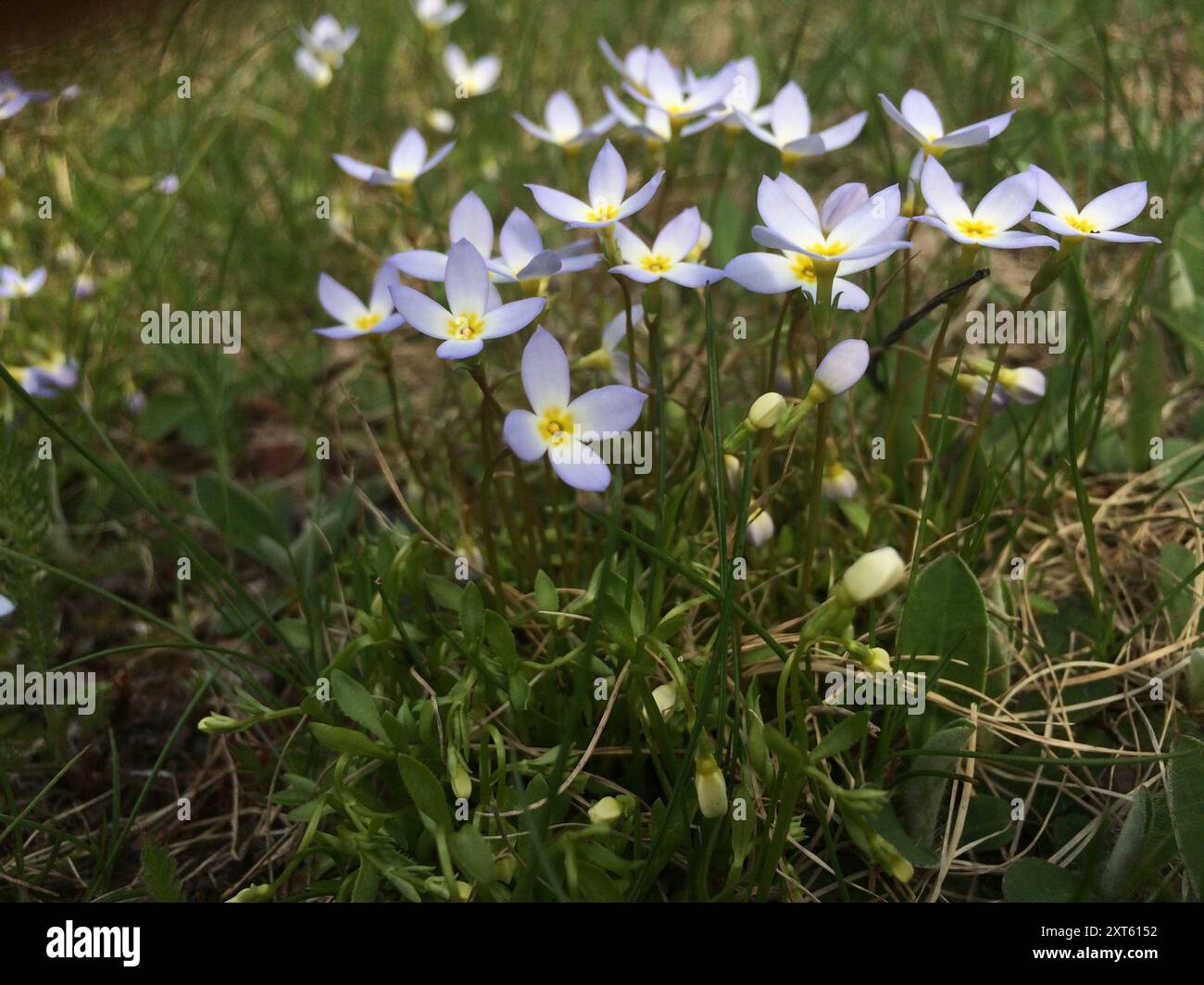 azure bluet (Houstonia caerulea) Plantae Stock Photo - Alamy