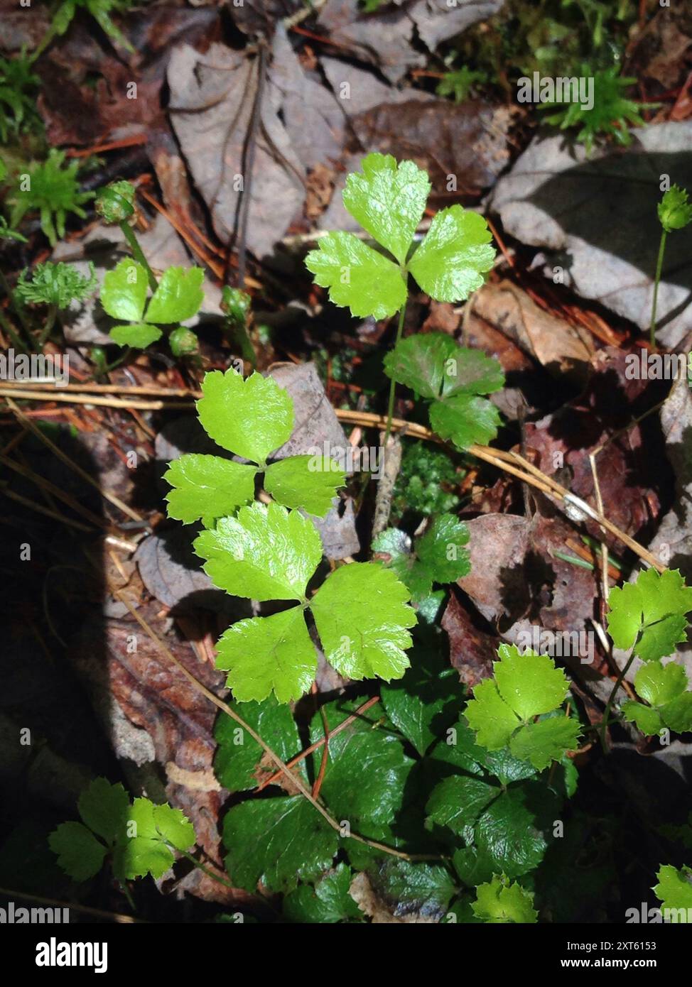 threeleaf goldthread (Coptis trifolia) Plantae Stock Photo - Alamy