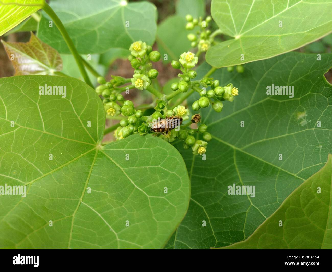Barbados Nut (Jatropha curcas) Plantae Stock Photo - Alamy