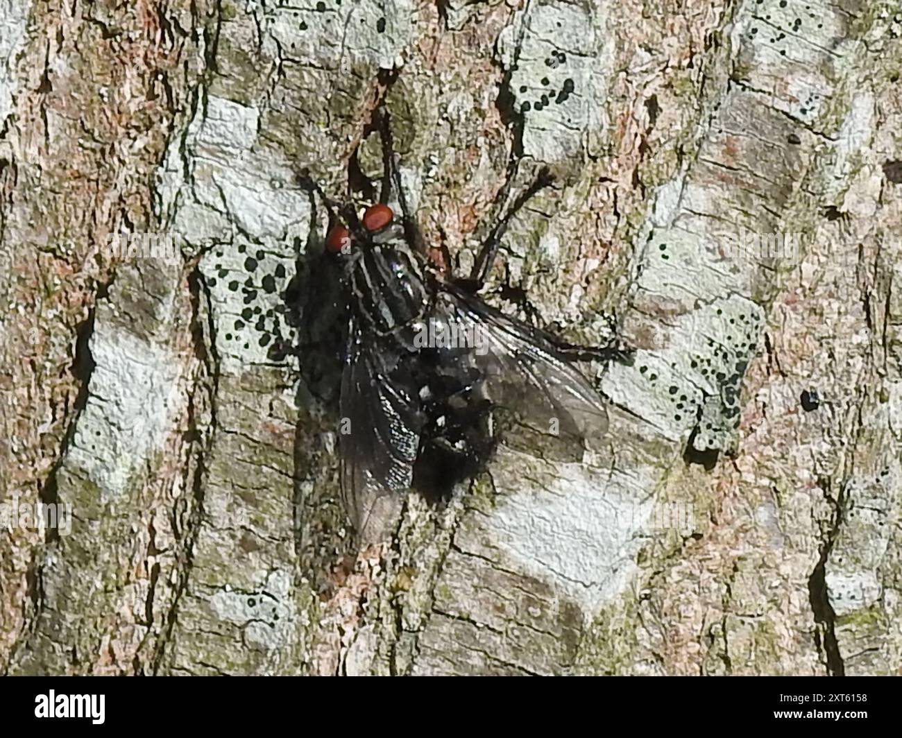 Common Flesh Flies (Sarcophaga) Insecta Stock Photo - Alamy