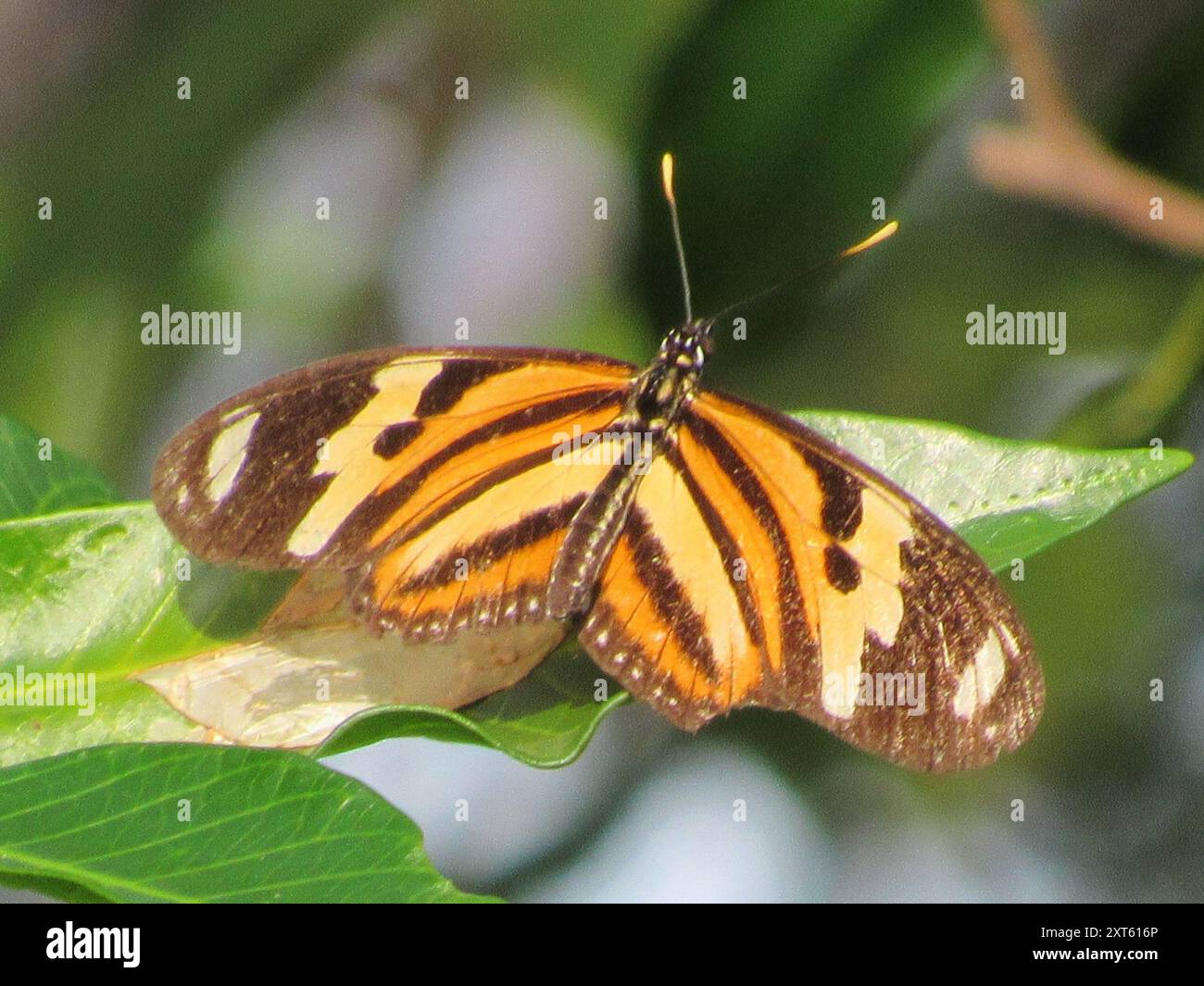 Isabella's Longwing (Eueides isabella) Insecta Stock Photo - Alamy