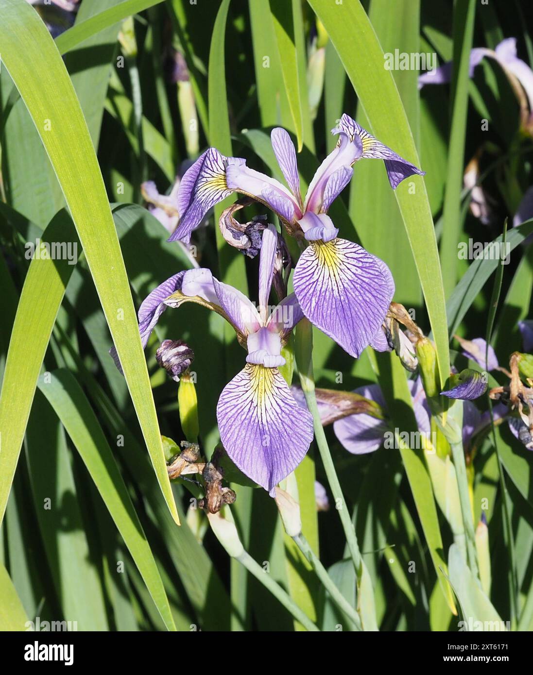 northern blue flag (Iris versicolor) Plantae Stock Photo - Alamy