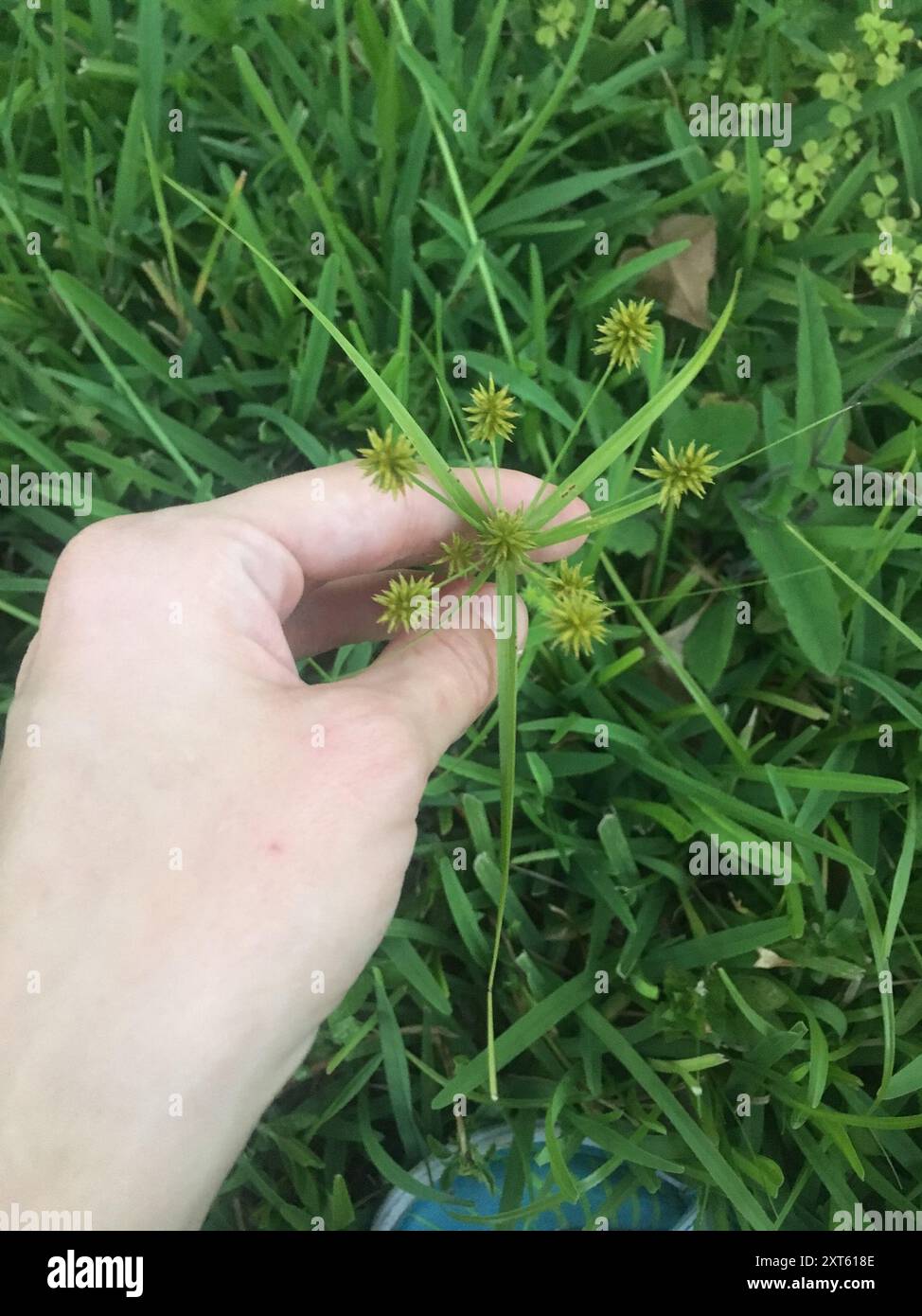 Baldwin's Flatsedge (Cyperus croceus) Plantae Stock Photo - Alamy