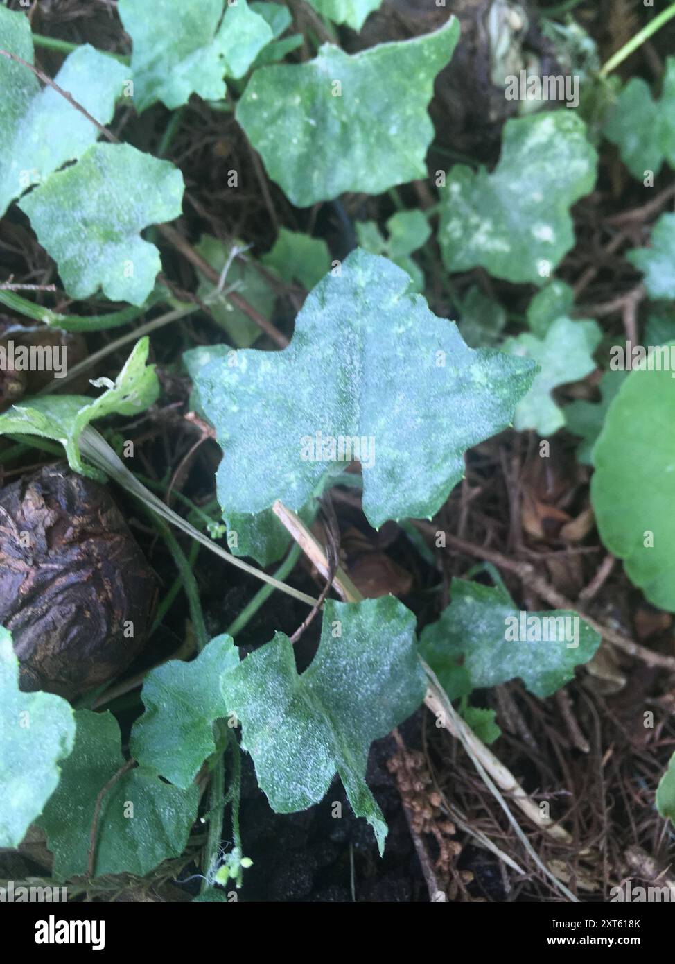 creeping cucumber (Melothria pendula) Plantae Stock Photo - Alamy