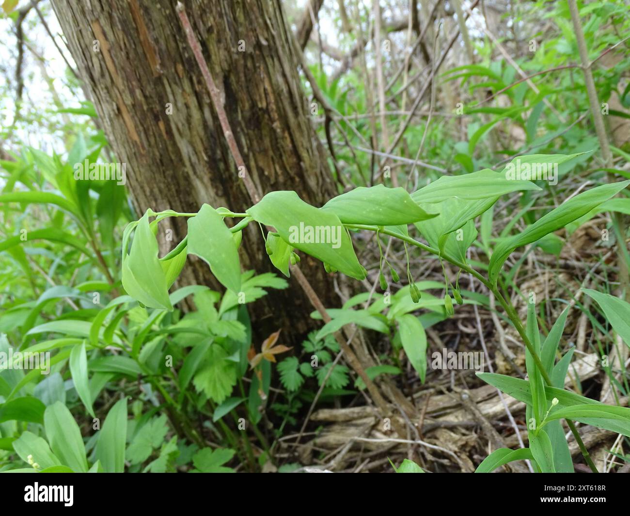 monocots (Liliopsida) Plantae Stock Photo - Alamy
