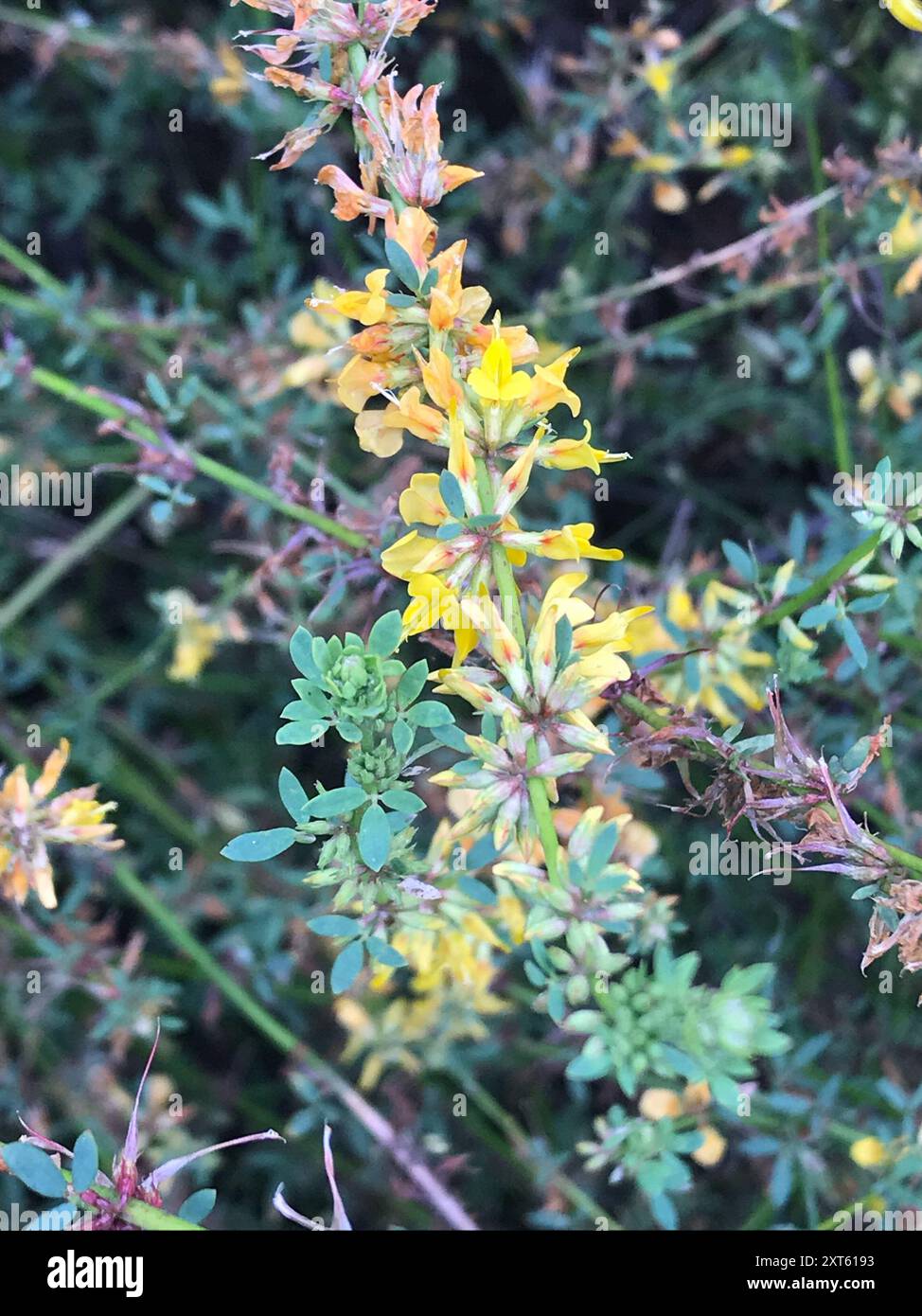 short-winged deerweed (Acmispon glaber brevialatus) Plantae Stock Photo ...